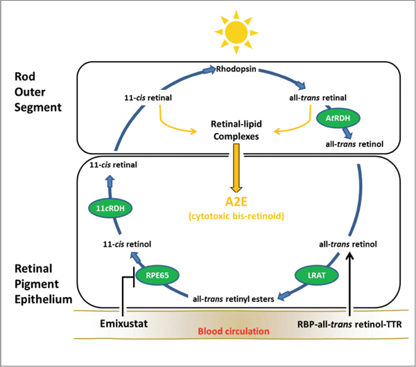 Retinal Physician | PentaVision